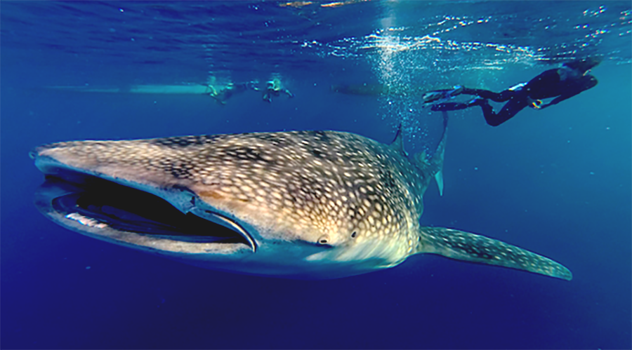 Wisata Hiu Paus Gorontalo Disorot: Antara Daya Tarik Laut dan Ancaman ...